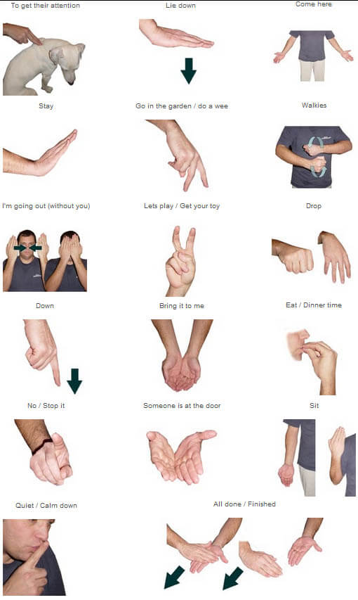 15 Handy Signals For Deaf Dog How To Live With A Deaf Dog Deaf Dog 15 Handy Signals For Deaf Dog How To Live With A Deaf Dog Deaf Dog