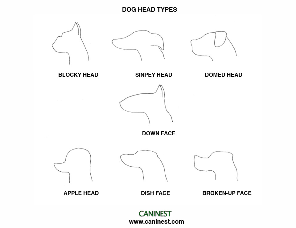 Dog Skull Head Types Dog Head Structure Shapes DOGICA 