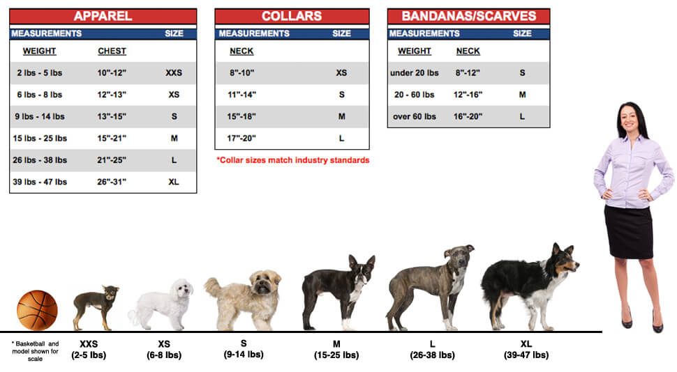 Big Medium Small Dog Breeds By Size Personality Dog Size Chart Big Medium Small Dog Breeds By Size Personality Dog Size Chart