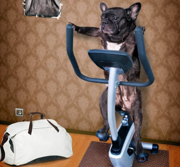 17 Reasons To Use Dog Treadmill 11 DIY Homemade Treadmills For Dog 17 Reasons To Use Dog Treadmill 11 DIY Homemade Treadmills For Dog