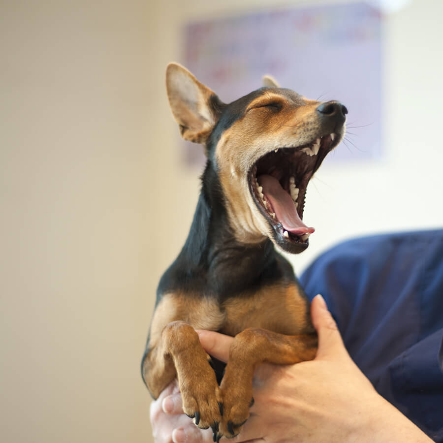 Dog Body Language 79 Signals Expressions How To Communicate With Dog Body Language 79 Signals Expressions How To Communicate With